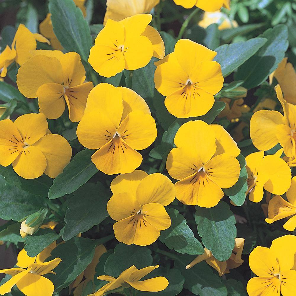 Pure Beauty Farms 1 Gal. Yellow Viola Plant 7701 - The Home Depot