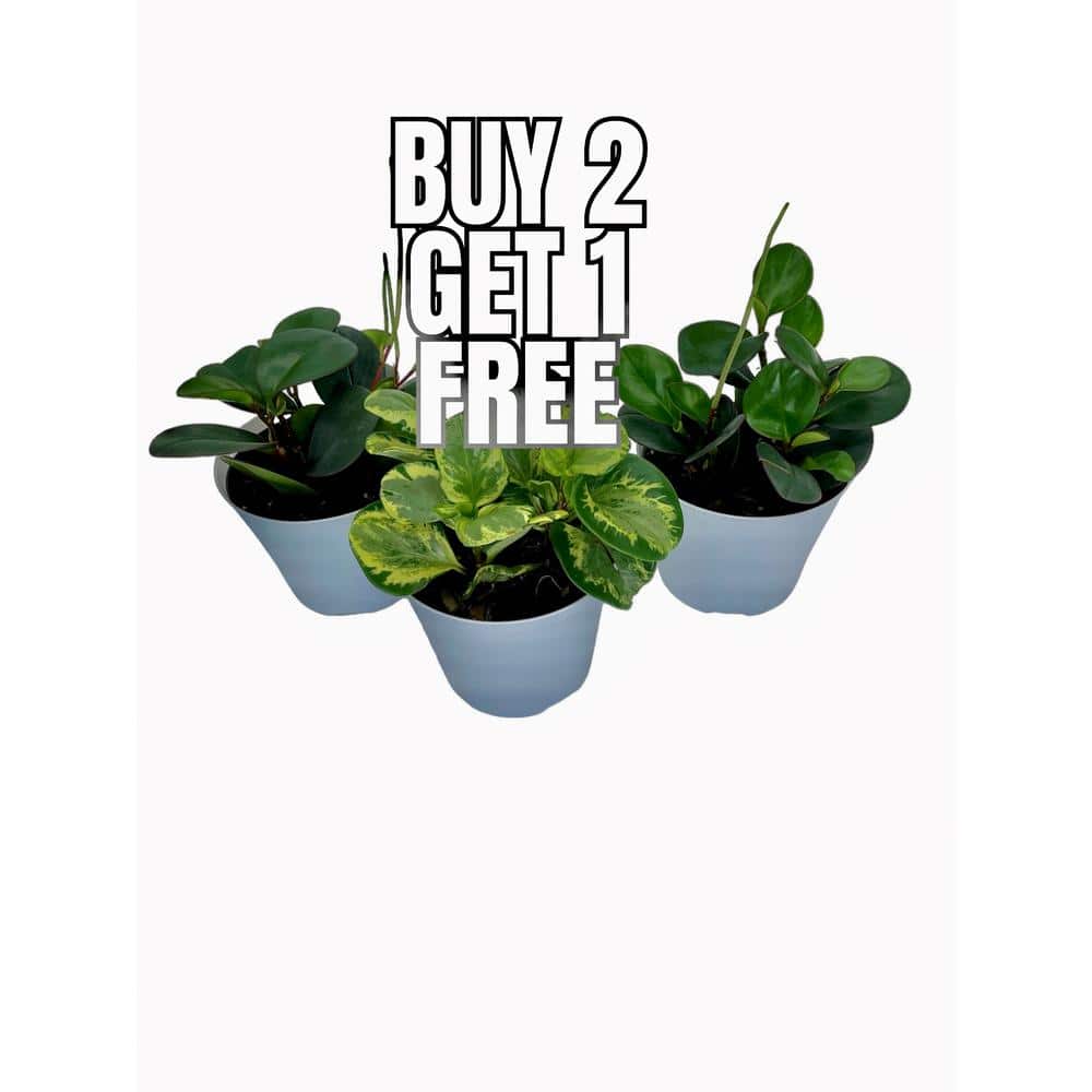 EVERBLOOM GROWERS, INC. 6 in. Assorted Peperomia in Deco Pot (3-Pack ...