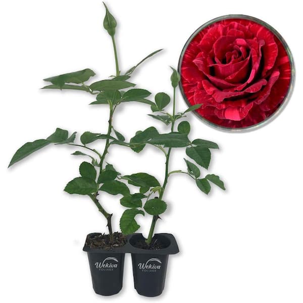 Wekiva Foliage Red Intuition Rose Bush 2-Live Starter Plants in 2 in ...