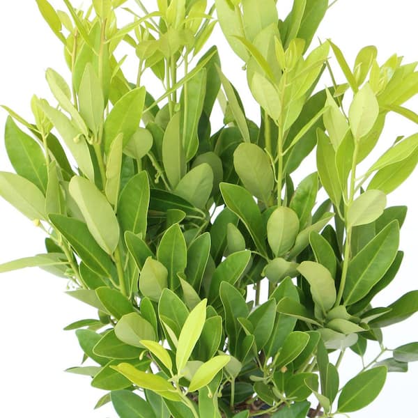 Anise Shrub Plant