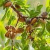 5 Gal. Nonpareil Almond Tree ALMNON05G - The Home Depot