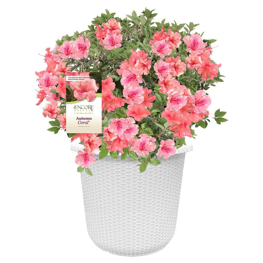 ENCORE AZALEA 2 Gal. Autumn Coral Azalea Shrub with Bright Pink Flowers ...