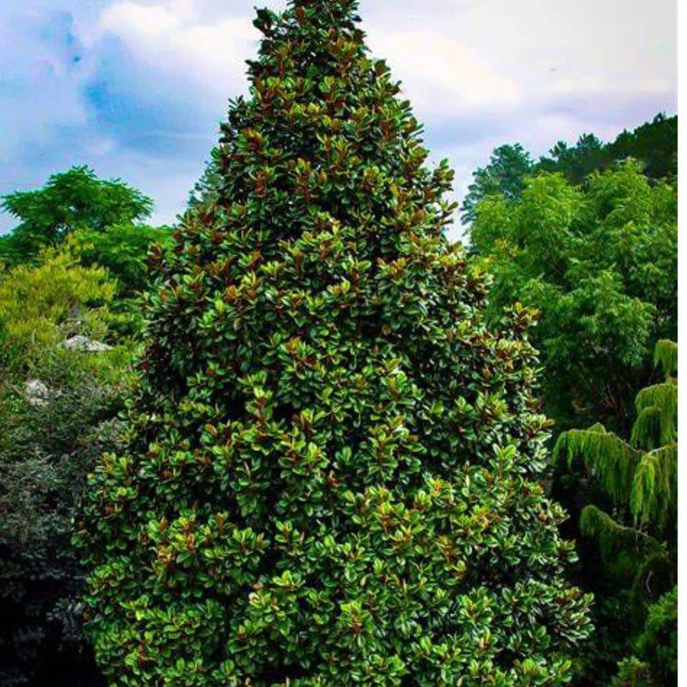 Home Depot Evergreen Trees