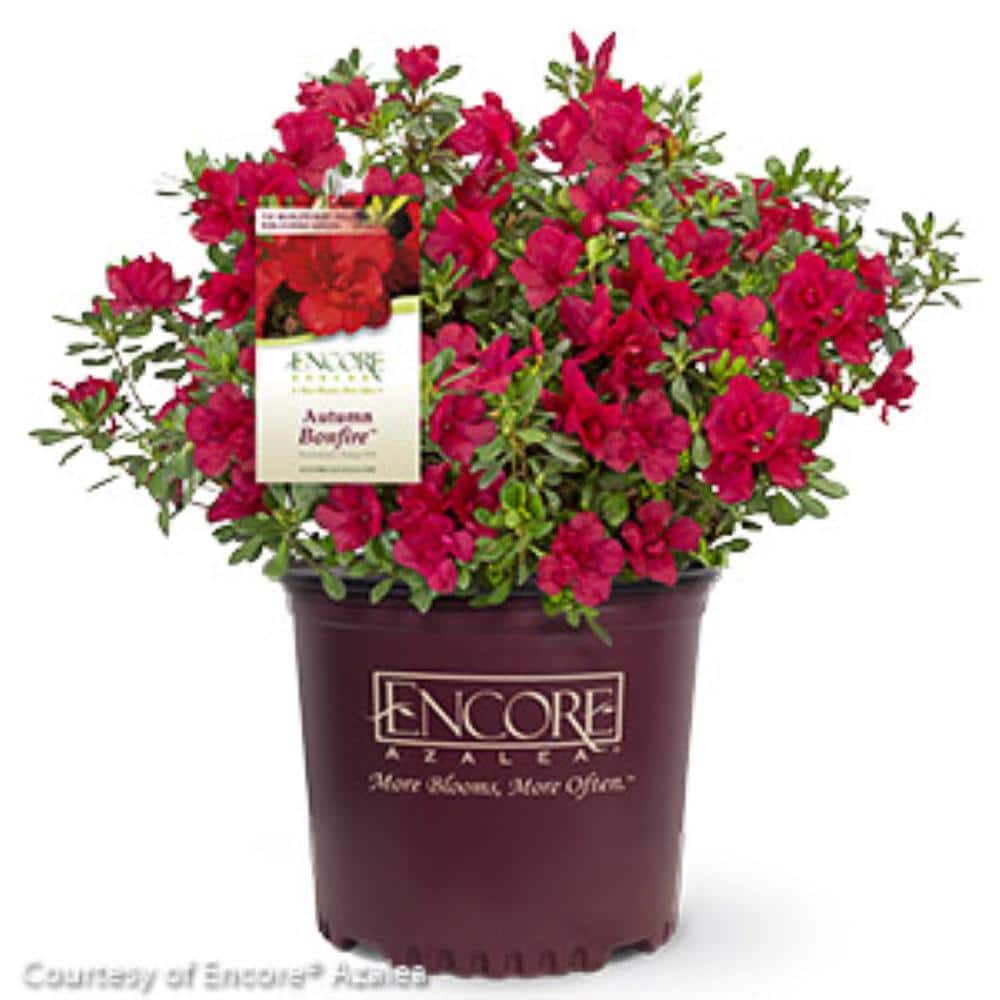 ENCORE AZALEA Azalea Encore Autumn Bonfire 3 Gal. Azalea Shrub with ...