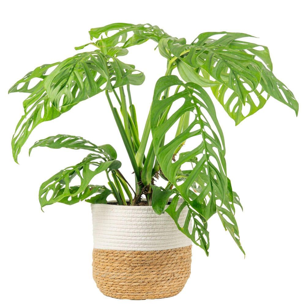 Costa Farms Trending Tropical Monstera Esqueleto Indoor Plant in 10 in ...