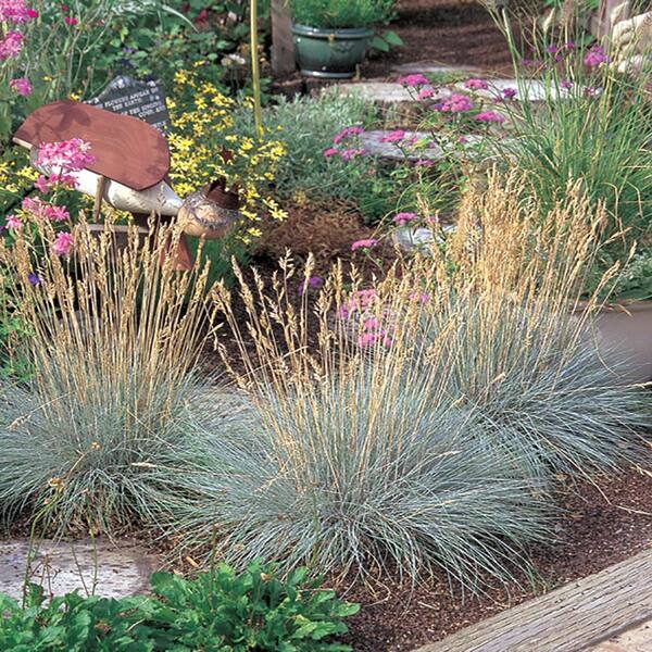 2.0 qt. Vigoro Blue Fescue Grass Plant 1005889315 - The Home Depot