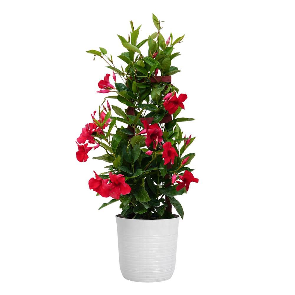 United Nursery Red Mandevilla Trellis Live Outdoor Vining Plant in 10 ...