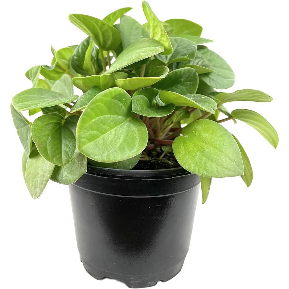 Wekiva Foliage Peperomia Rana Verde-Live Plant in a 4 Inch Pot ...