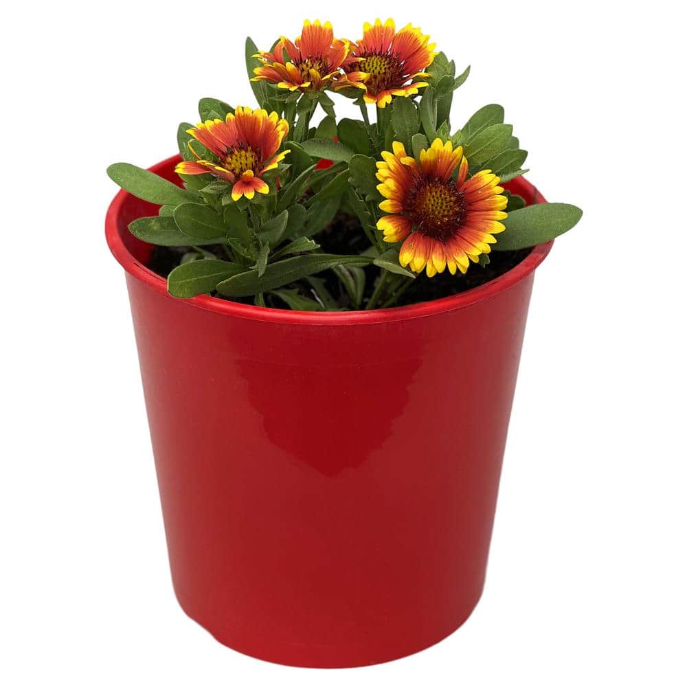 Pure Beauty Farms 1.5 Gal. Gaillardia Yellow Tip Flower Plant in 8.25 ...