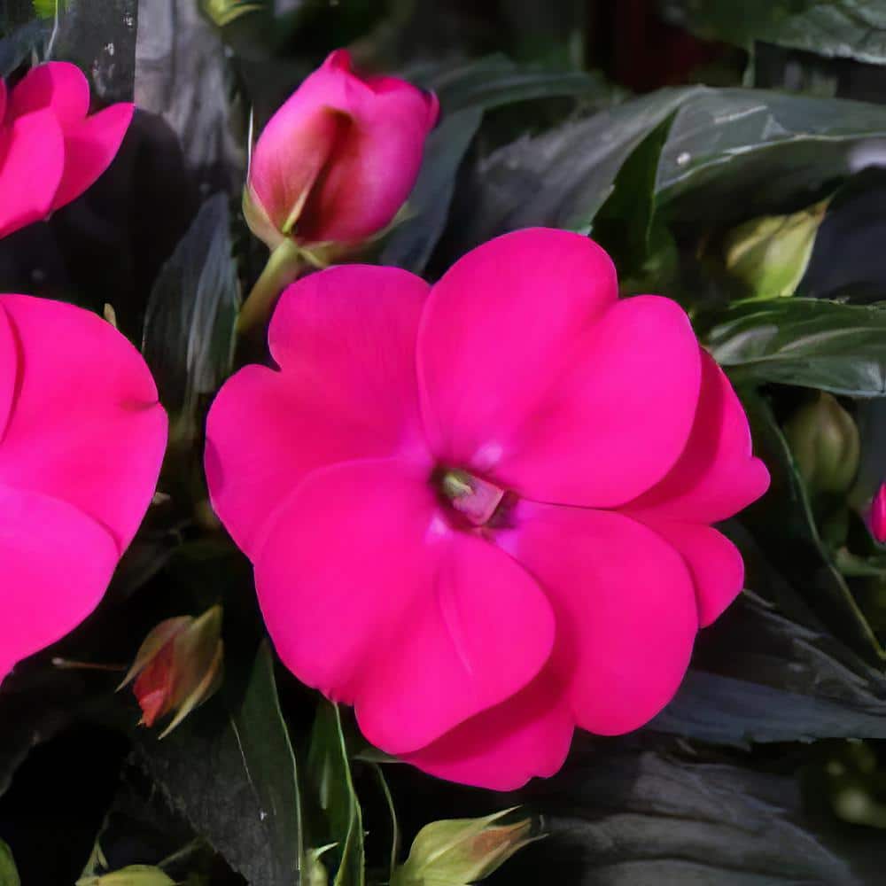 SunPatiens 2.5 In. Vigorous Rose Pink SunPatiens Impatiens Outdoor ...