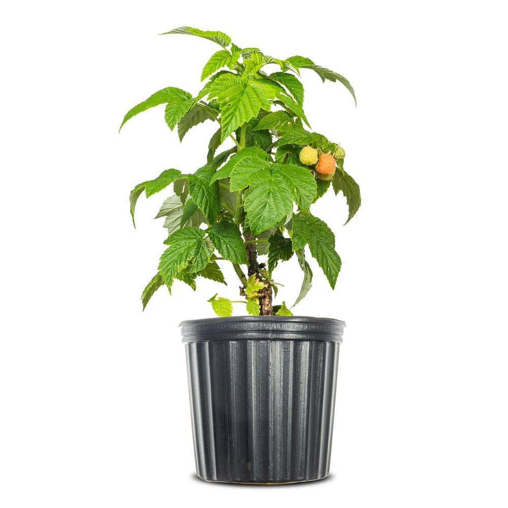 Perfect Plants Live Raspberry Fall Gold Fruit 1 Gallon Bush THD10027 ...