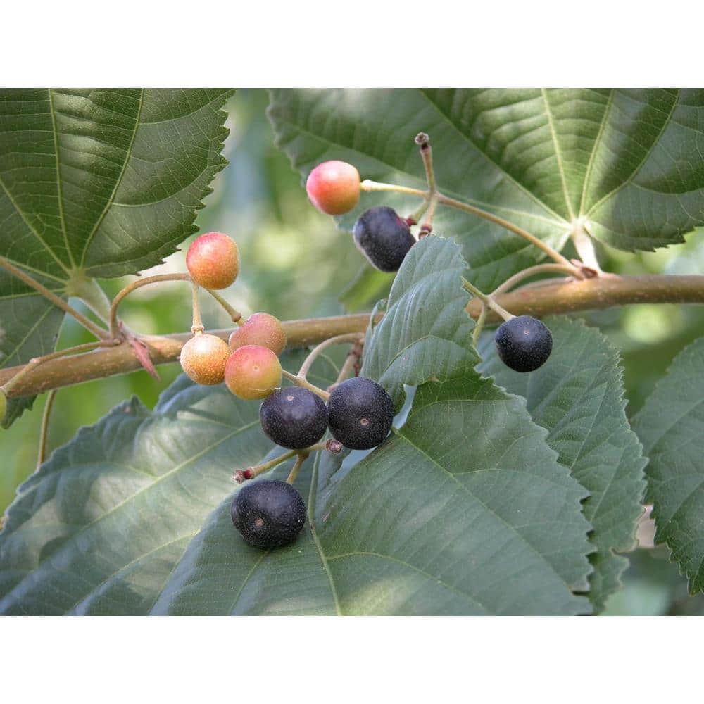 Wekiva Foliage Sherbet Berry Phalsa Plant-4 Live Starter Plants in 2 in ...