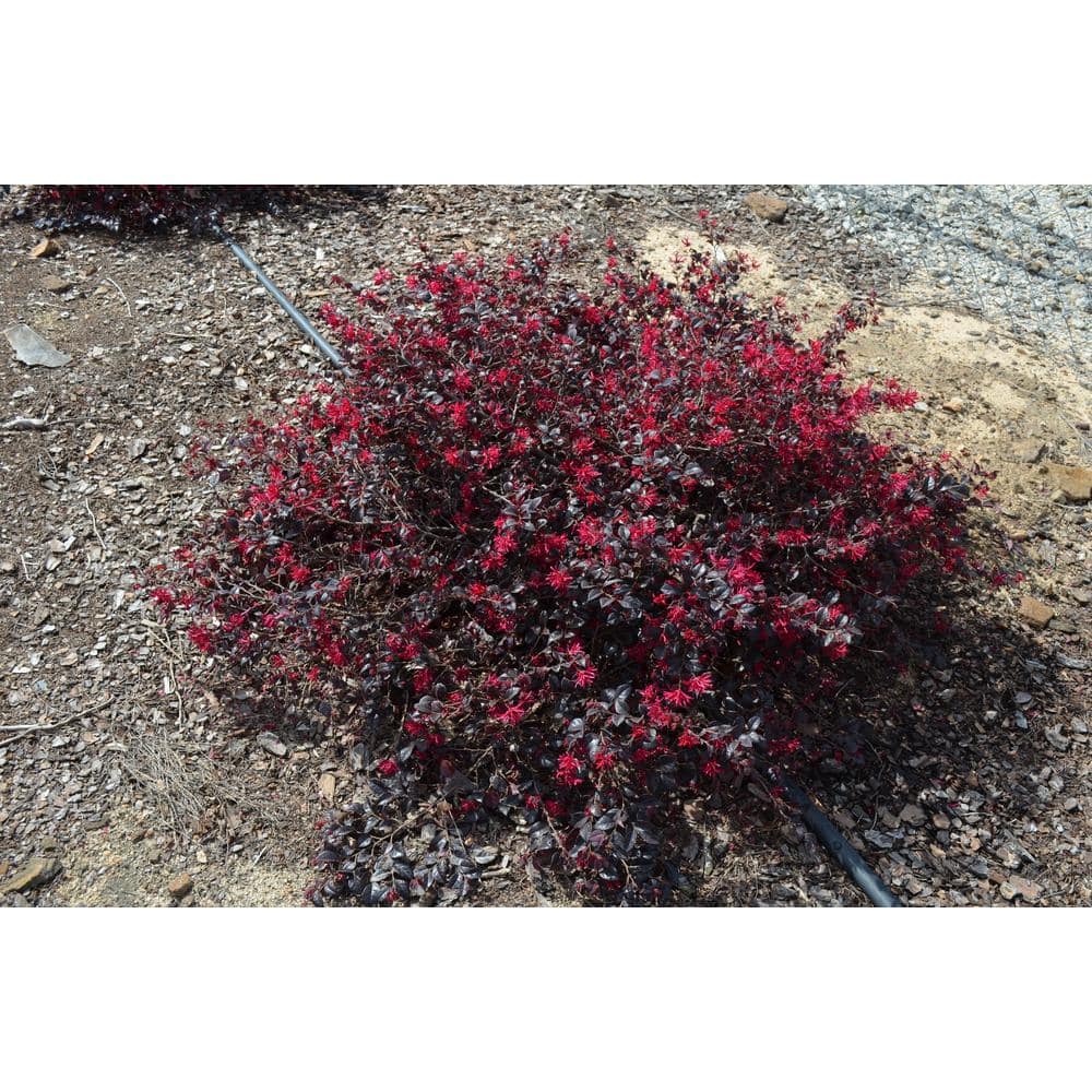 Ever Red Loropetalum