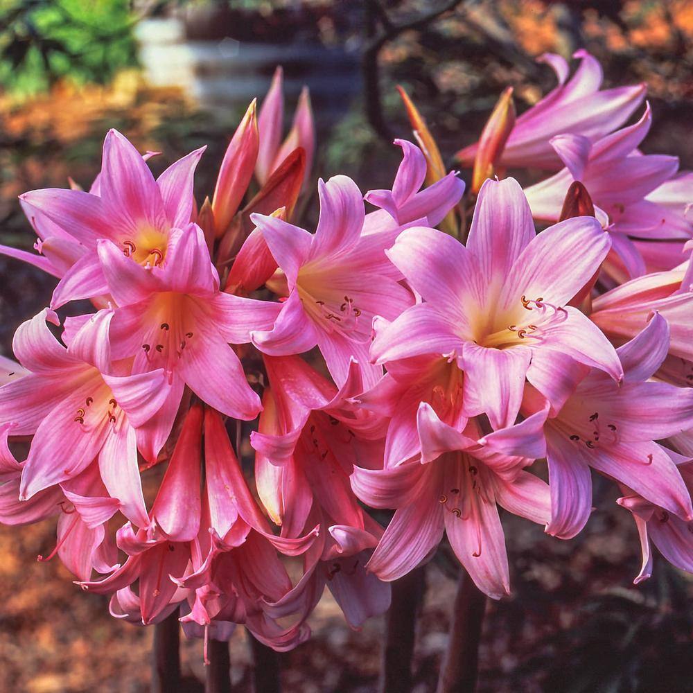Breck's Belladona Amaryllis (Hippeastrum) Dormant Flowering Bulbs (5 ...