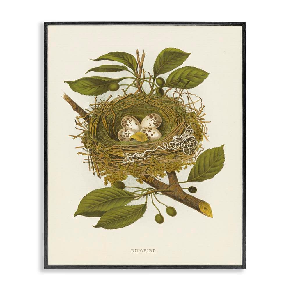 Stupell Industries Birdnest with Spotted Eggs by Tina Higgins Designs ...