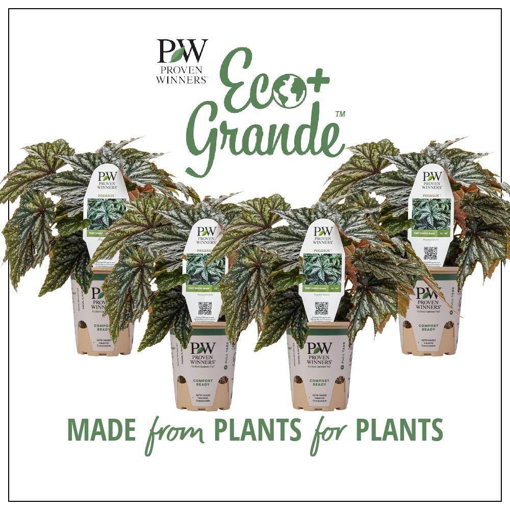 PROVEN WINNERS 4.25 in. Eco+Grande Pegasus (Begonia) Live Plant, Green ...