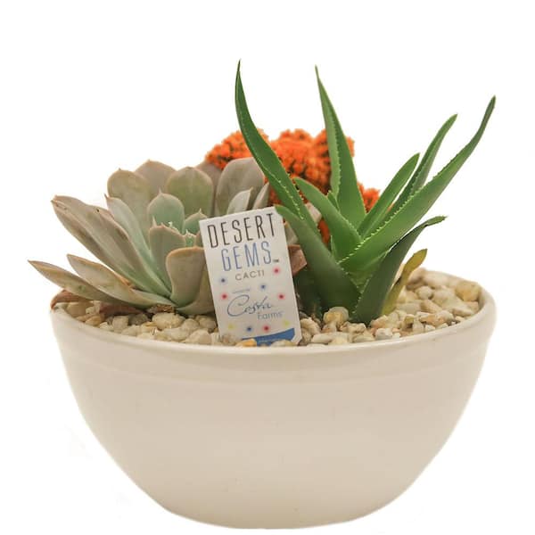 Succulents And Cacti Garden Bowl