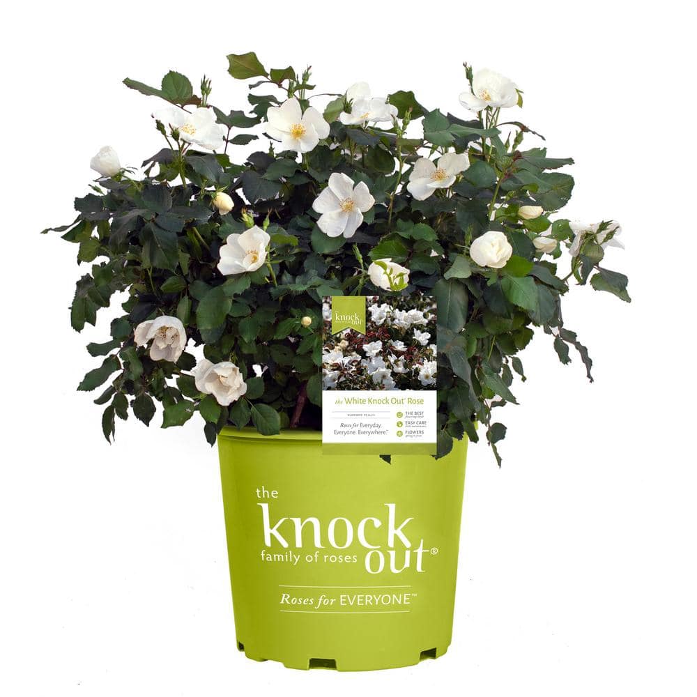 KNOCK OUT 2 Gal. White Knock Out Rose Bush with White Flowers 13215 ...