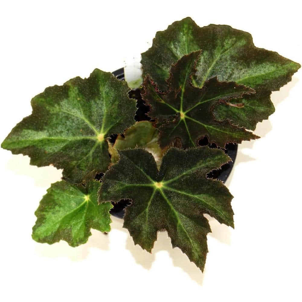 Wekiva Foliage Star Begonia-2 Live Starter Plants in 2 in. Growers Pots ...