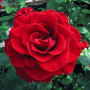 Spring Hill Nurseries 3 Gal. Pot, Firefighter Hybrid Tea Rose Bush ...