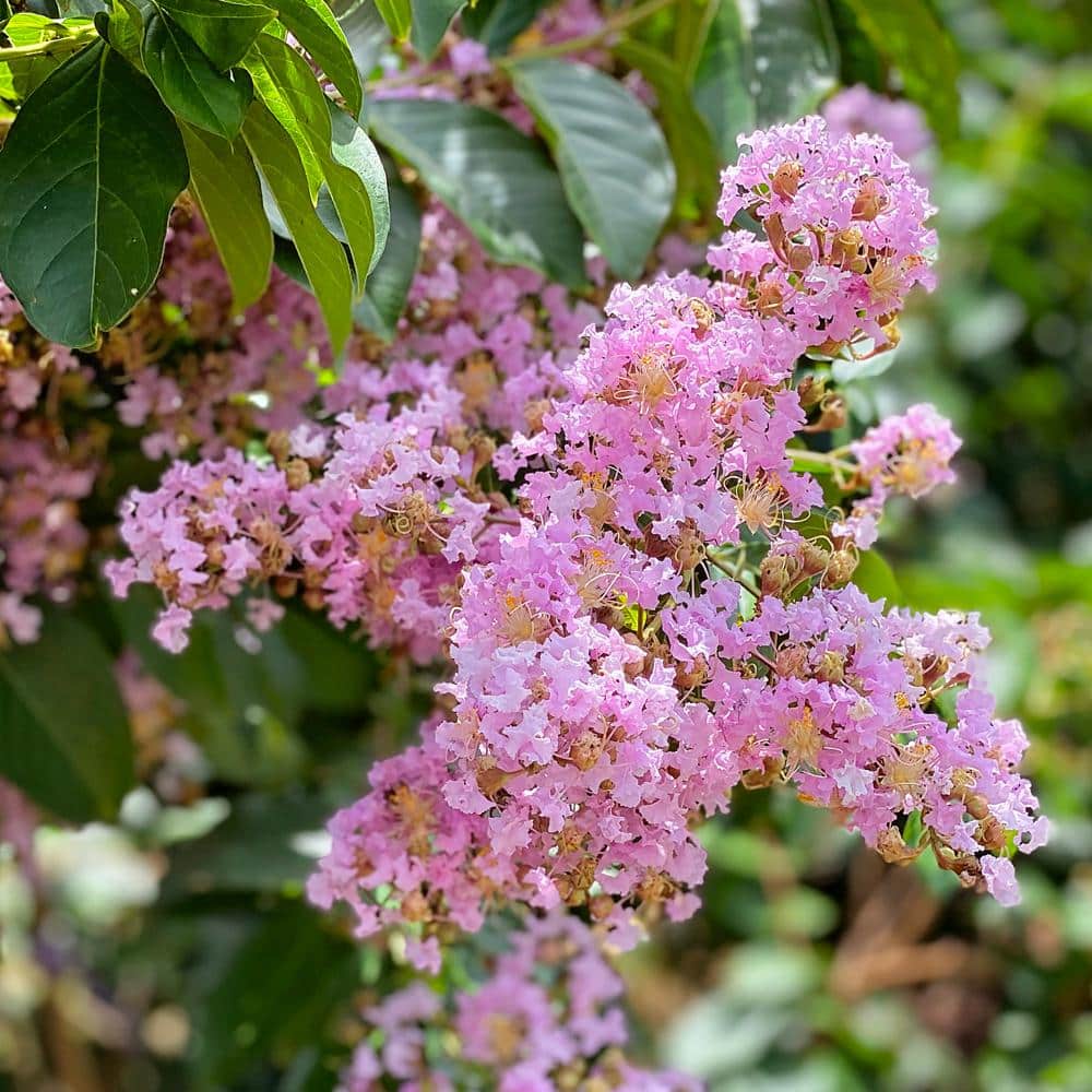 Muskogee Crape Myrtle Green Leaf Lavender Flowering Ornamental Tree ...