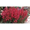 national PLANT NETWORK 3.25 in. Penstemon Red Riding Hood Perennial ...