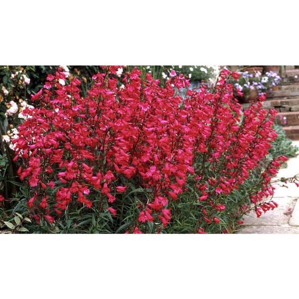 national PLANT NETWORK 3.25 in. Penstemon Red Riding Hood Perennial ...