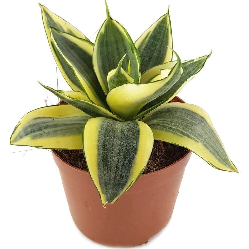 Wekiva Foliage Birds Nest Snake Plant-5 Live Plants in 4 in. Growers ...