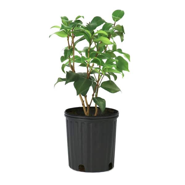 national PLANT NETWORK 1 gal. Camellia Sasanqua Northern Lights Shrub HD2816 - The Home Depot