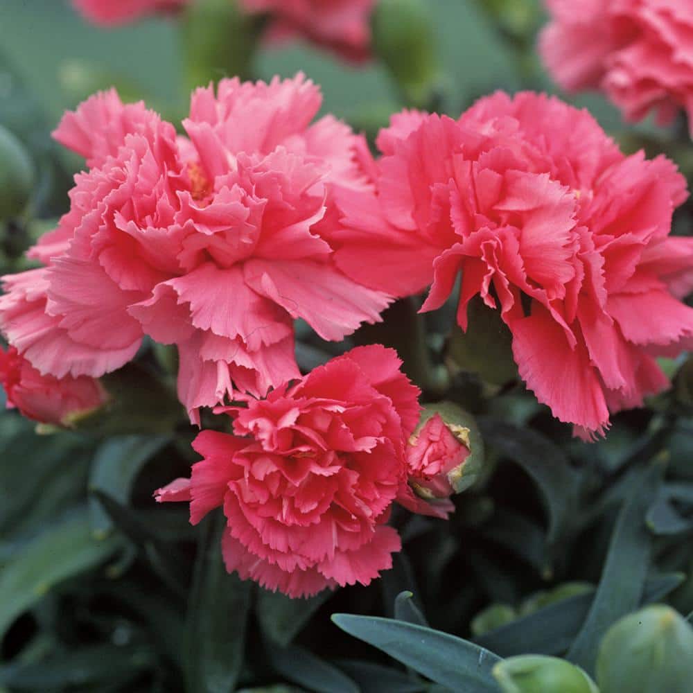 BELL NURSERY 1 Gal. Pink Dianthus Plant 18270 - The Home Depot