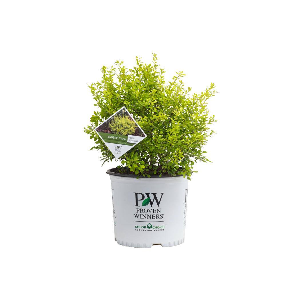 PROVEN WINNERS 2 Gal. Sunjoy Todo Barberry (Berberis) Shrub with Yellow ...