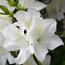 National Plant Network 2.25 Gal. Azalea Johanna Flowering Shrub with ...