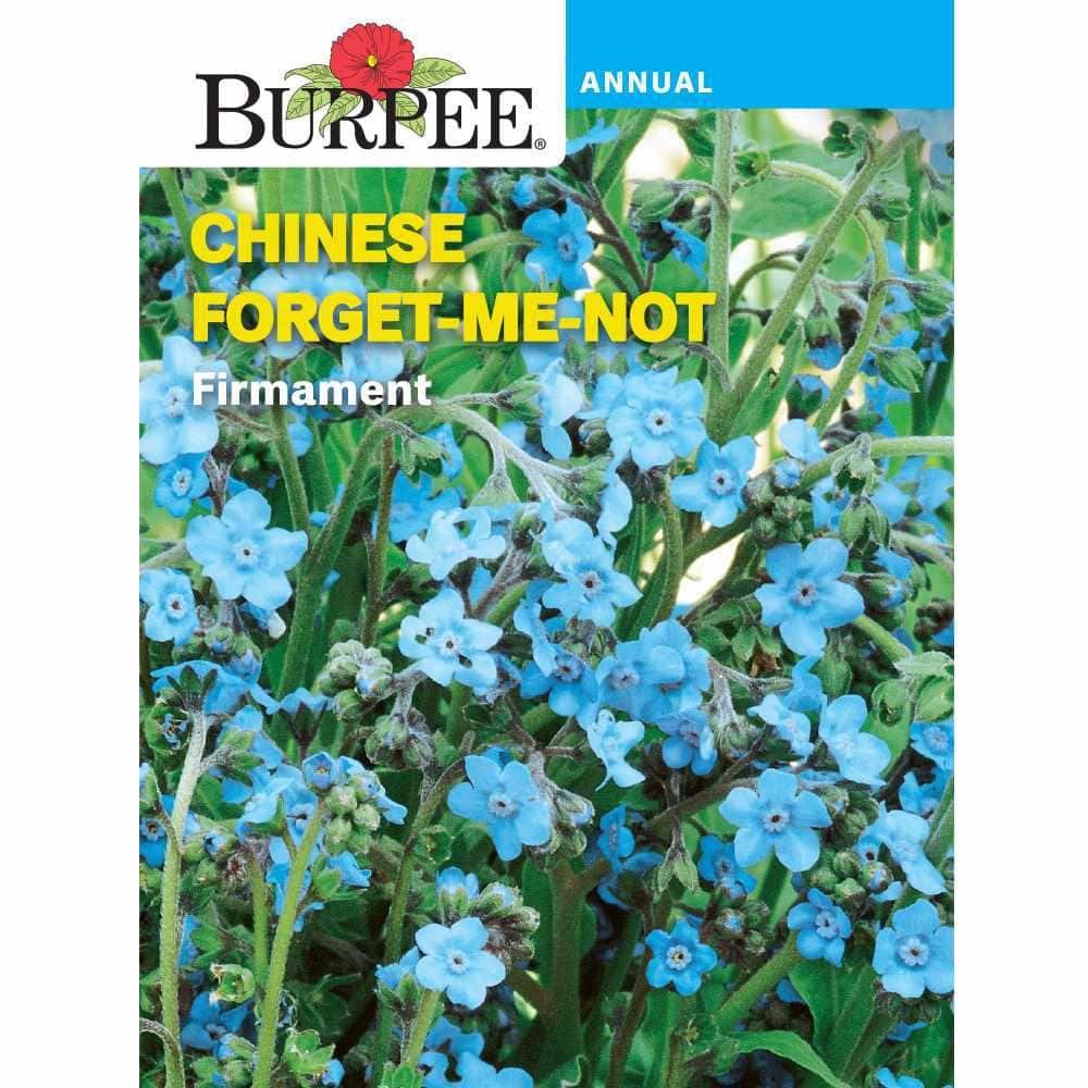 Burpee Chinese Forget Me Not Firmament Flower Seed 46205 - The Home Depot