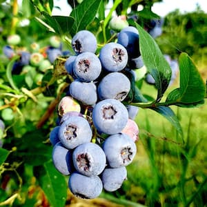 5 Gal. Chanticleer Northern Highbush Blueberry Tree BLUCHA05G - The ...