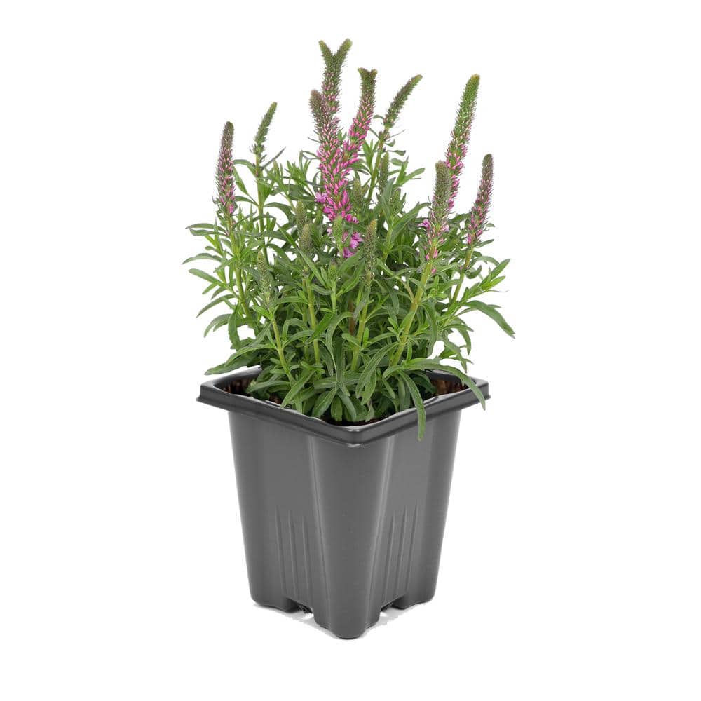 1.0 qt. Veronica Giles Van Hees Perennial Plant with Pink Flowers-(1 ...