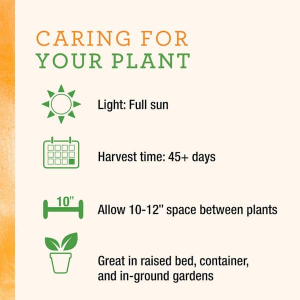 Kale Plant - Vegetable Plants - The Home Depot