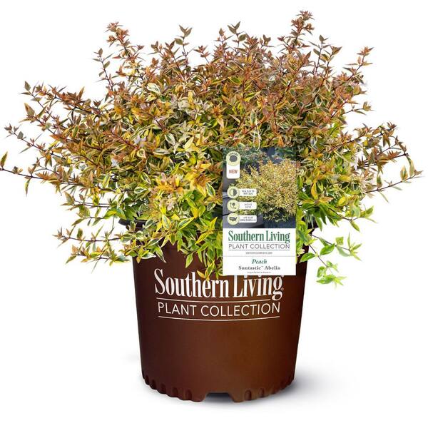 SOUTHERN LIVING 2 Gal. Suntastic Peach Abelia with Petite White Blooms ...