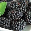 Gurney's Black Magic Blackberry Bush Deciduous Dormant Bare Root Fruit ...