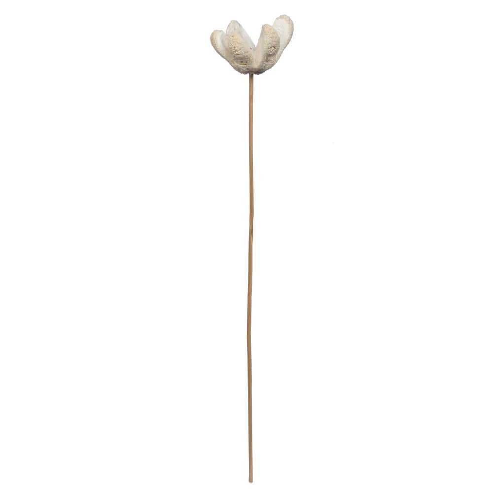 Vickerman 20 in. Bleached Non- Artificial Preserved Bullet Flower, 50 ...