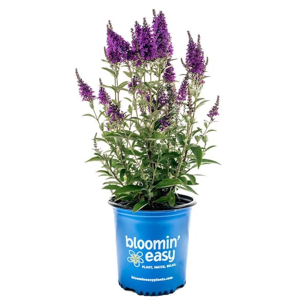 BLOOMIN' EASY 1 Gal. Birthday Cake Butterfly Bush (Buddleia) Live Shrub ...