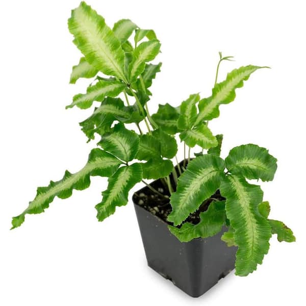 Wekiva Foliage Silver Ribbon Fern-3 Live Plants in 4 in. Grower's Pots ...