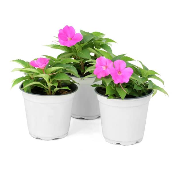 SunPatiens 4 in. SunPatiens Compact Happy Days Mix Plant (3-Pack ...