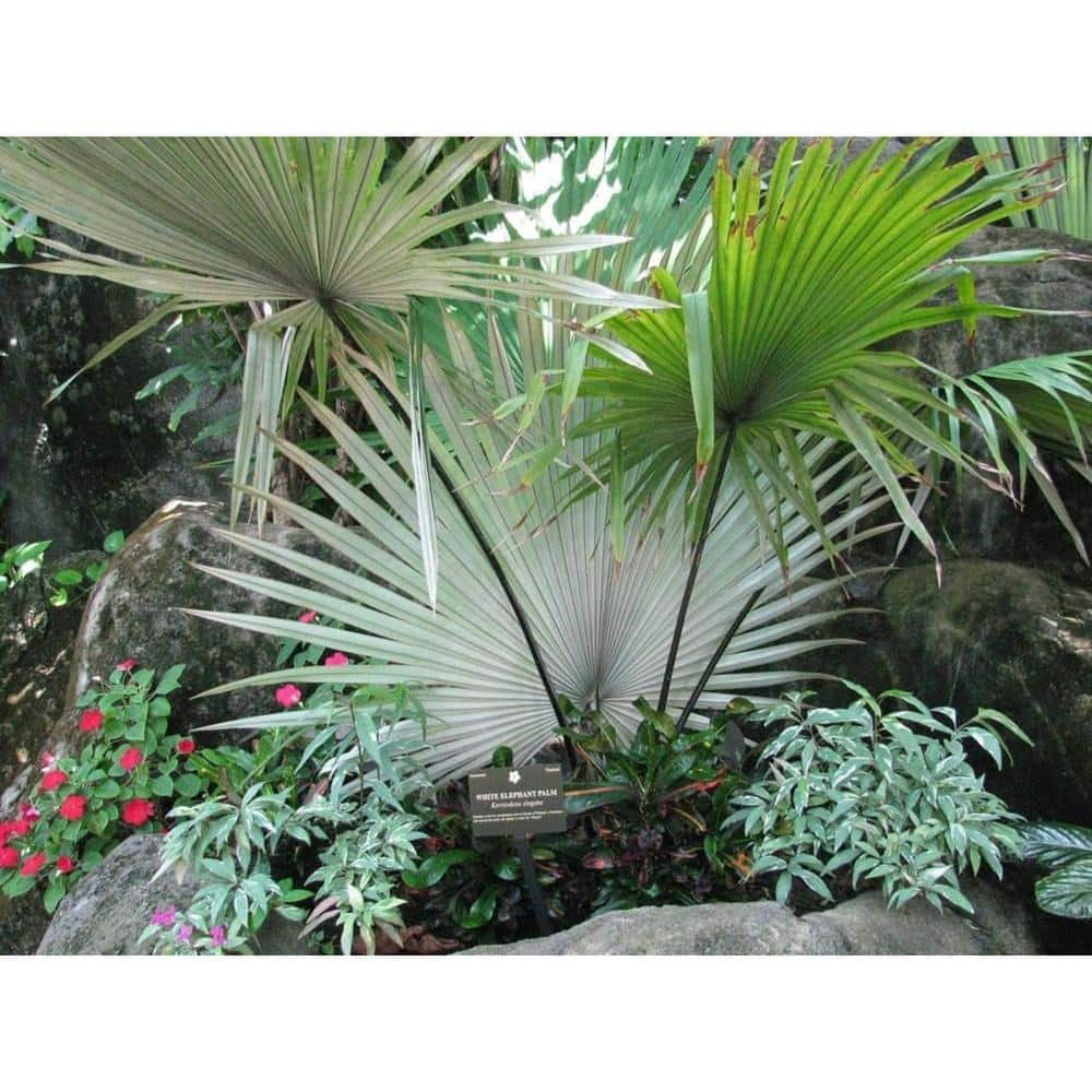 Wekiva Foliage White Elephant Palm-Live Plant in a 3 Gallon Growers Pot ...