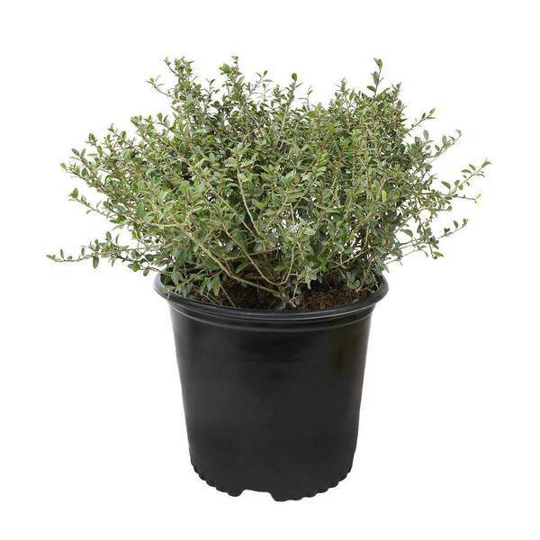 ALTMAN PLANTS 3 Gal. Ilex Dwarf Yaupon Holly Shrub 705946 - The Home Depot
