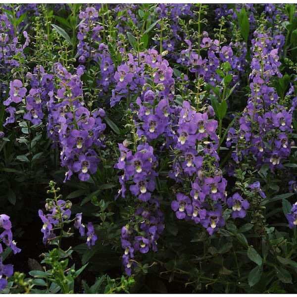Vigoro #11 Select Planter Angelonia Plant with Assorted Flowers (1.8G ...