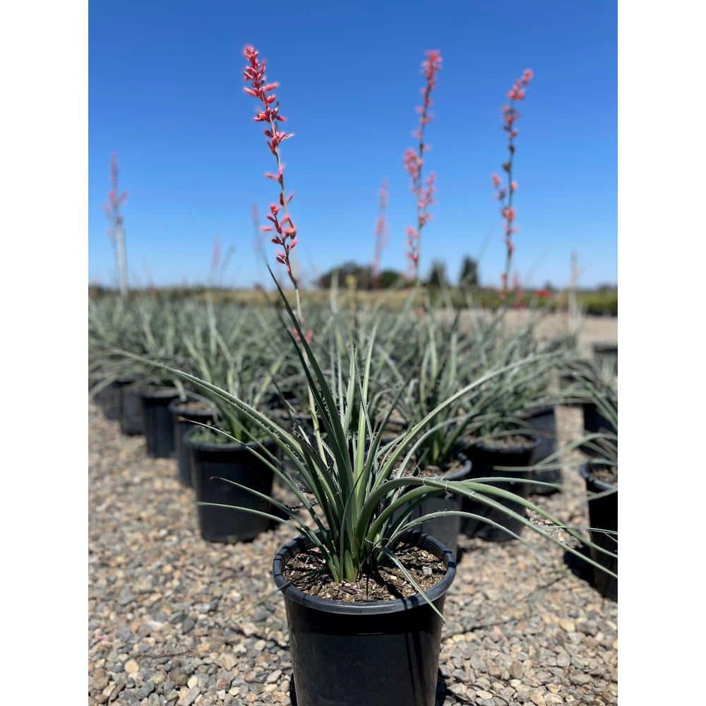 Alder & Oak #1 Container Red Yucca Shrub Plant(4-Pack) HERE01 - The ...