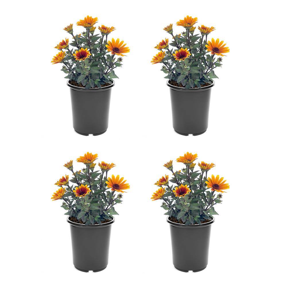 Vigoro 2.5 qt. Heliopsis Sole Scuro Perennial Plant with Yellow and ...