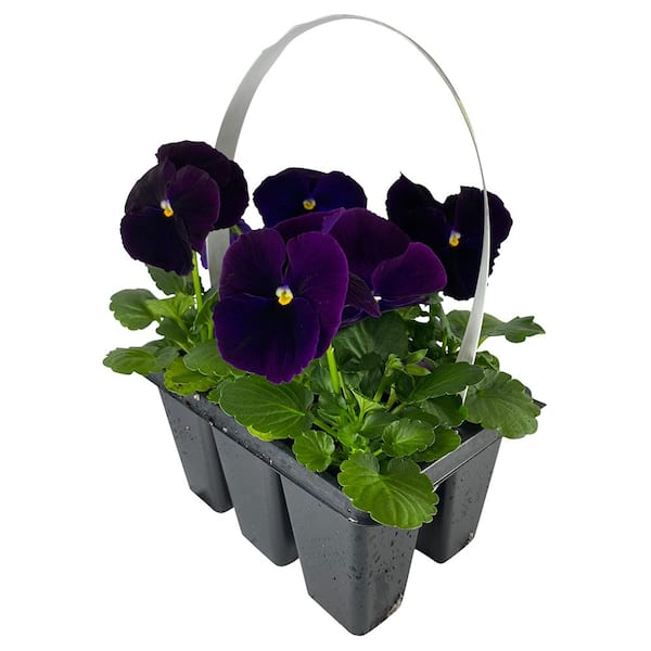 1.27 qt. Delta Violet Pure Pansy Plant (6-Pack) 600525 - The Home Depot