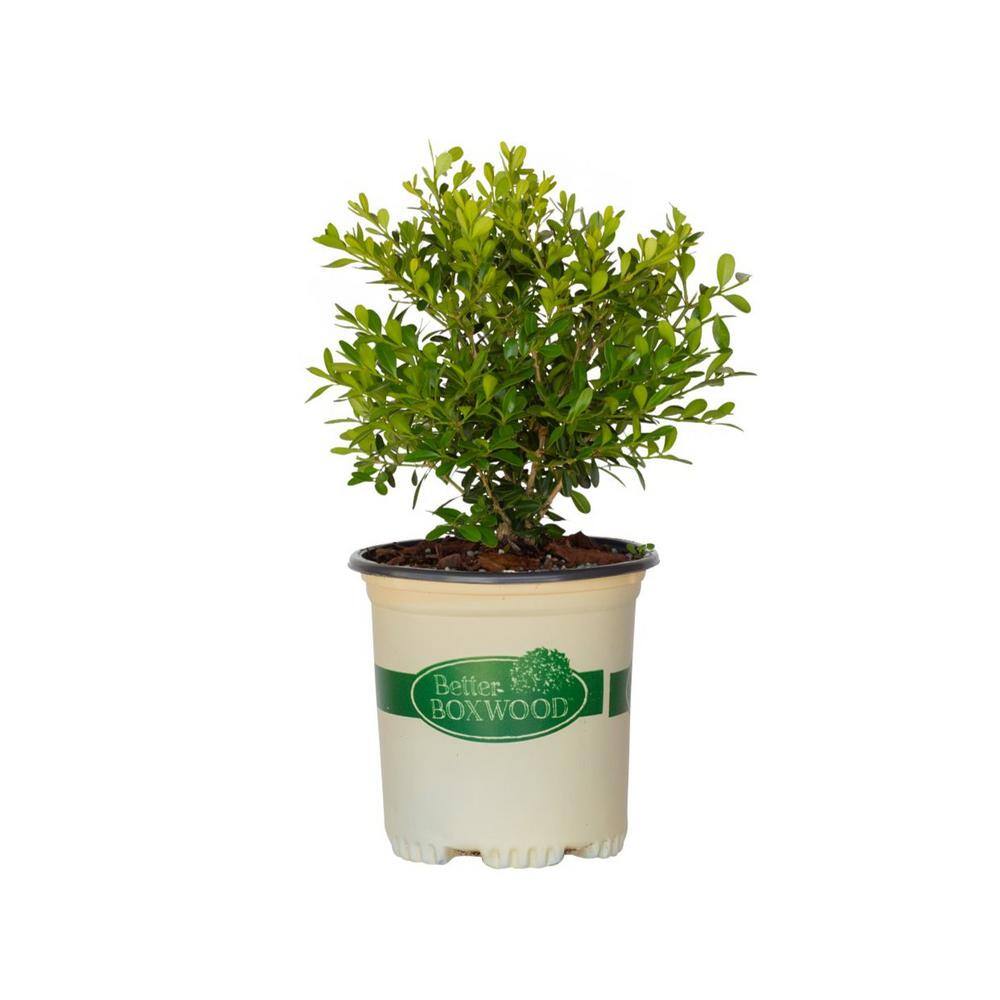 BETTER BOXWOOD 2.5 qt. Skylight Boxwood, Evergreen Shrub With Glossy ...