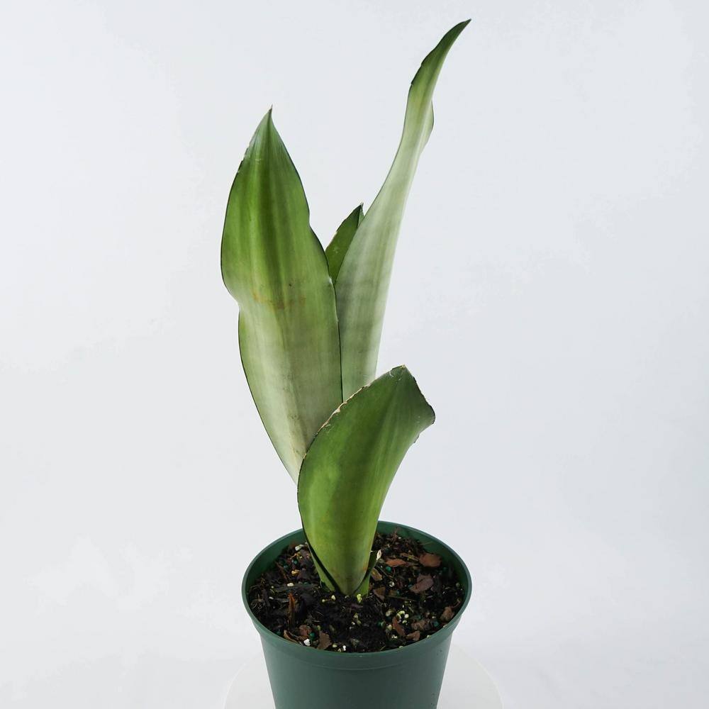 Home & Living Sansevieria Moonshine \u2018Splash\u2019 Outdoor ...